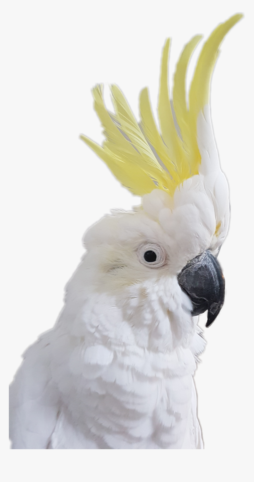 #bird #parrot #cockatoo - Cockatoo Transparent Background, HD Png ...