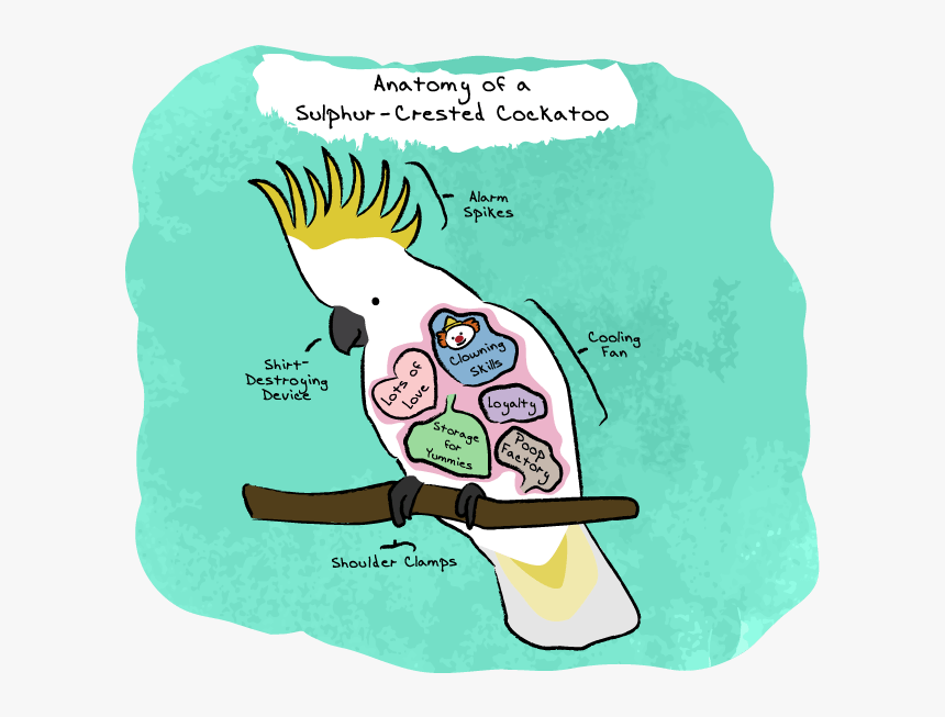 Anatomy Of A Sulphur-crested Cockatoo, HD Png Download , Transparent ...