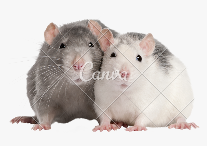 Clip Art Two Months Old Photos - Two Rats, HD Png Download ...