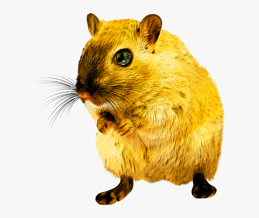 Yellow Rat Png, Transparent Png , Transparent Png Image - PNGitem