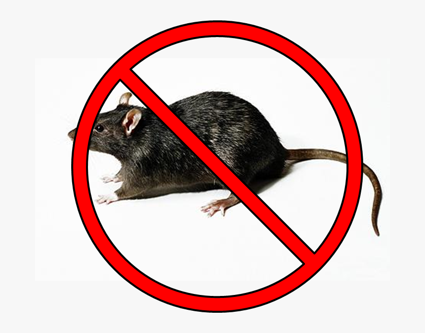 No Rats Here - Large Rat, HD Png Download , Transparent Png Image - PNGitem