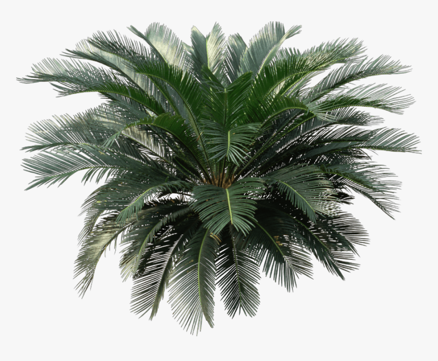 Sago Palm Png, Transparent Png , Transparent Png Image - PNGitem
