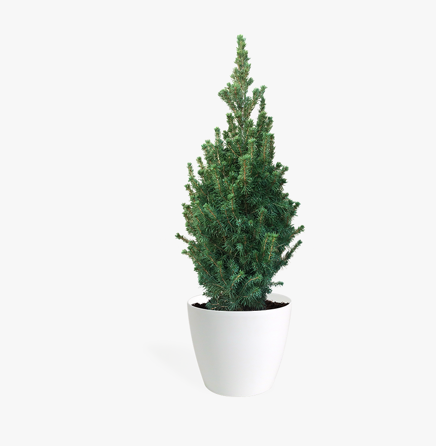 Transparent Office Plant Png - Dwarf Spruce Pine Png Free, Png Download ...