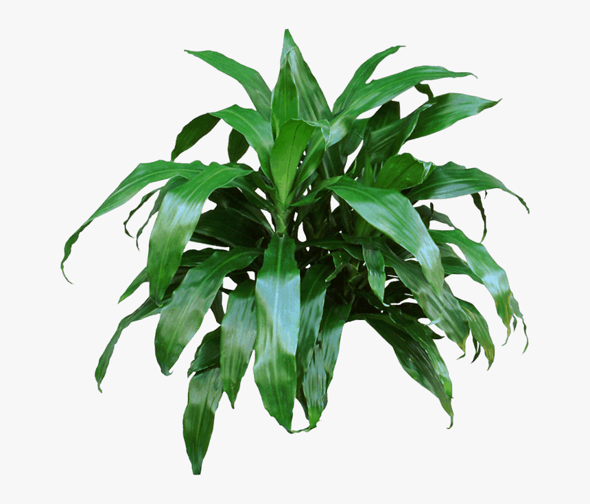 Big Indoor Plants Long Leaves, HD Png Download , Transparent Png Image ...