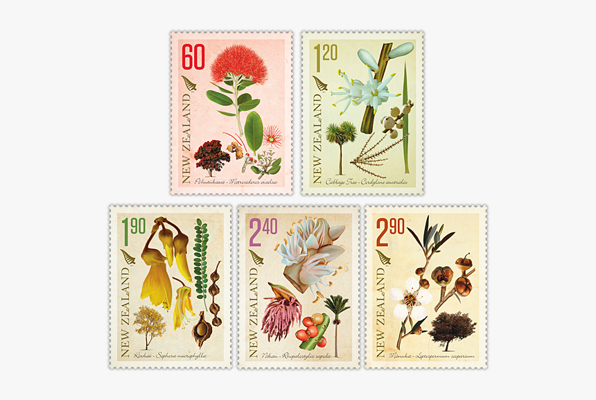 Native Nz Botanical Drawing, HD Png Download , Transparent Png Image ...