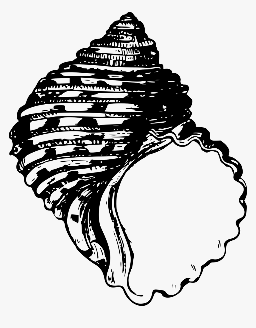 Shell Clipart Bivalve, HD Png Download , Transparent Png Image - PNGitem