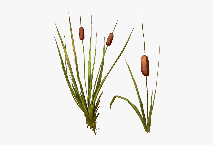 Soft Stem Bulrush Png, Transparent Png , Transparent Png Image - PNGitem