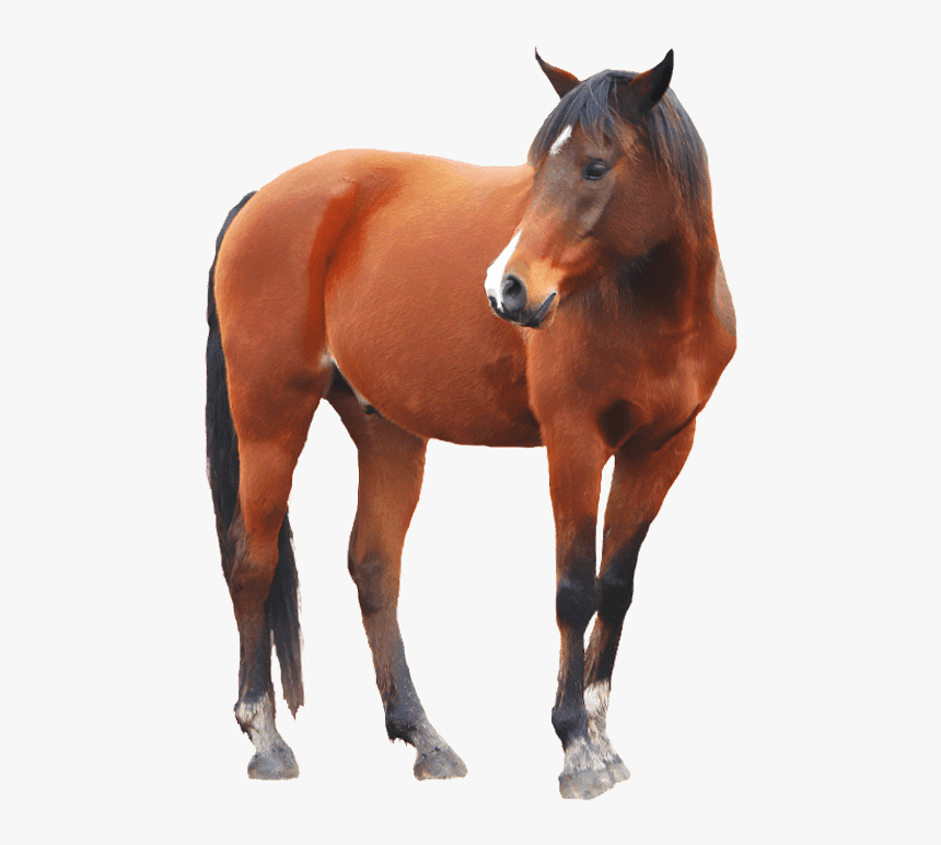 Horse Transparent Background, HD Png Download , Transparent Png Image ...