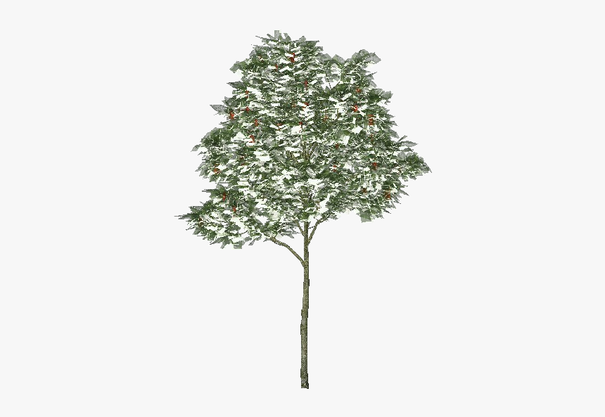 3d Trees - Rowan Tree - Acca Software - Rowan Tree Transparent, HD Png ...