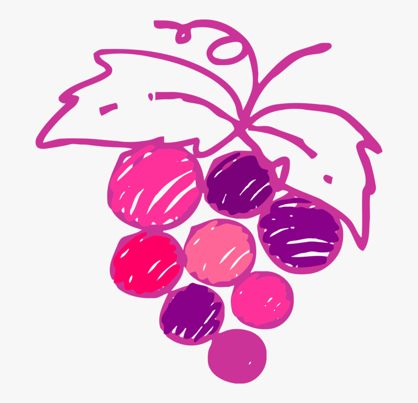 Wine Common Grape Vine Drawing Varietal - Grape Vines Drawing, HD Png Download , Transparent Png ...