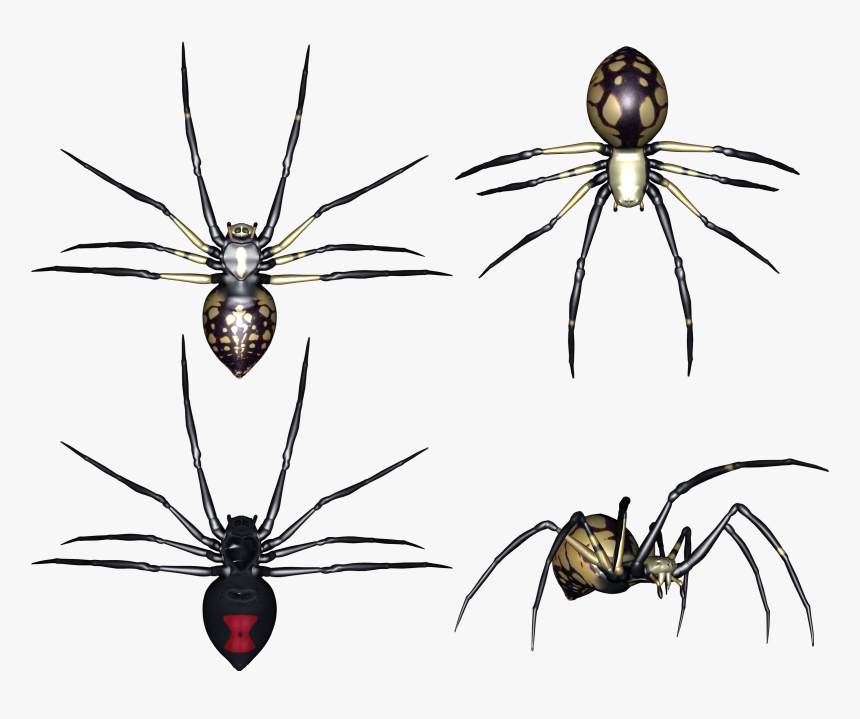 Widow Spider, HD Png Download , Transparent Png Image - PNGitem