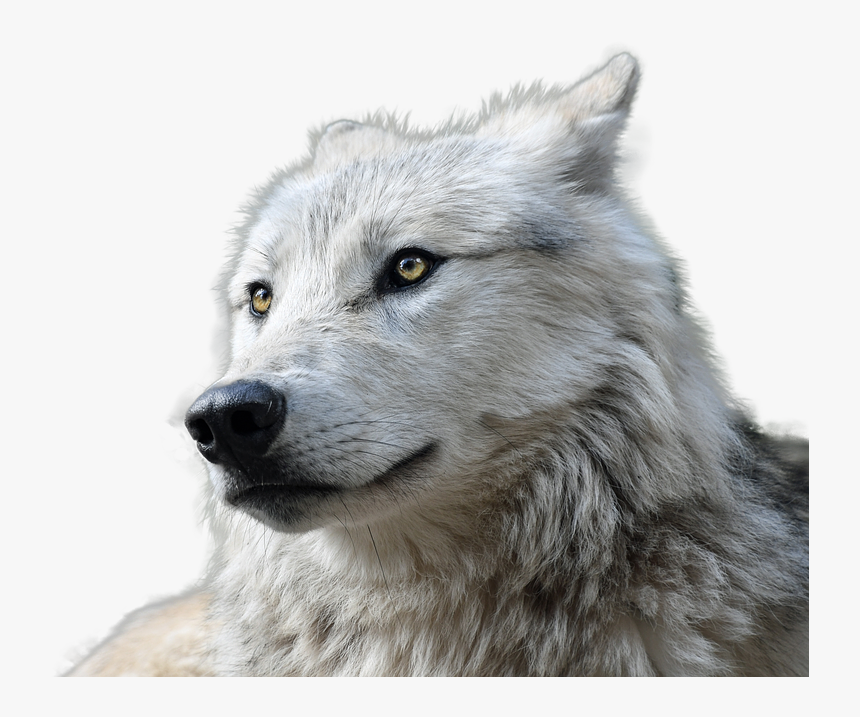 Wolf, Transparent, Animal, Nature, Animal World, Risk - Wolf ...