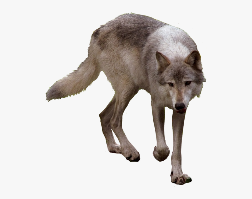 Transparent Timberwolf Clipart - Timberwolf Png, Png Download ...