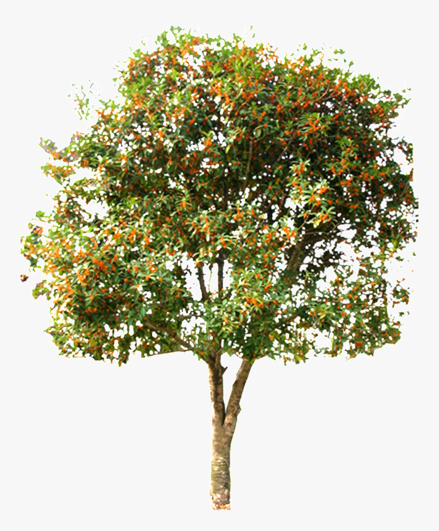 This Graphics Is Beautiful Hd Spring Tree Vector About - Spring Tree ...