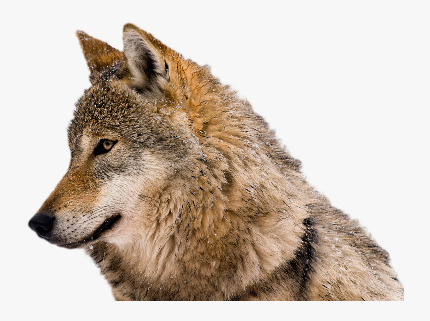 Wolf Picture No Background, HD Png Download , Transparent Png Image ...