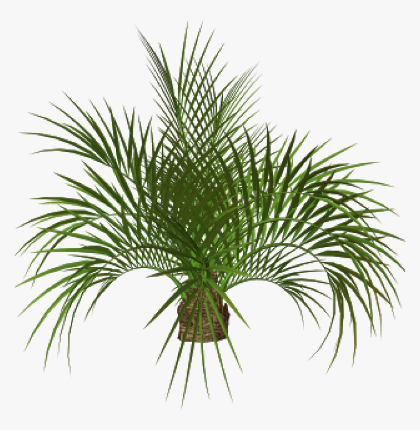 Palm Tree Plan Png - Flower Tree Png Hd, Transparent Png , Transparent ...