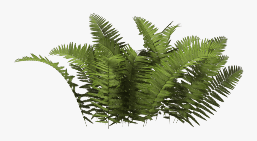 Tree Bush Png - Plant Png, Transparent Png , Transparent Png Image ...