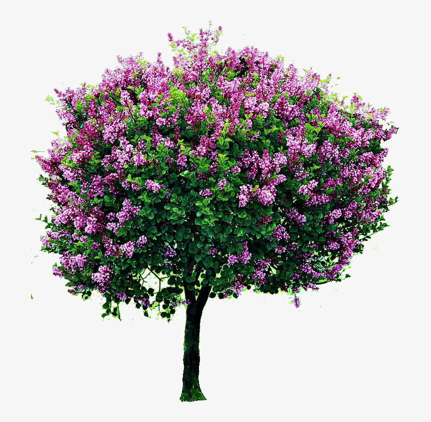 Flower Tree Png Images