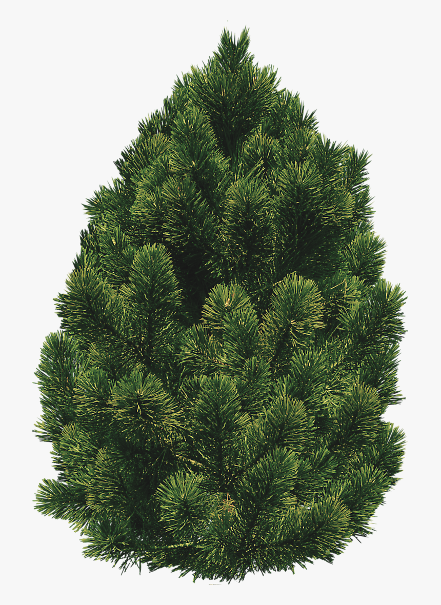 Tree Bush Png - Pinon Pine Transparent, Png Download , Transparent Png ...