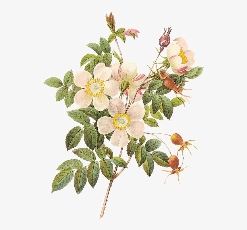 Flower, Botanica, Botanical Garden, Leaves, Flowers - St Rita With ...