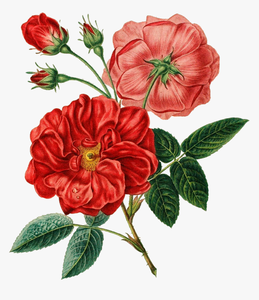 Red Flower Illustration Png, Transparent Png , Transparent Png Image ...