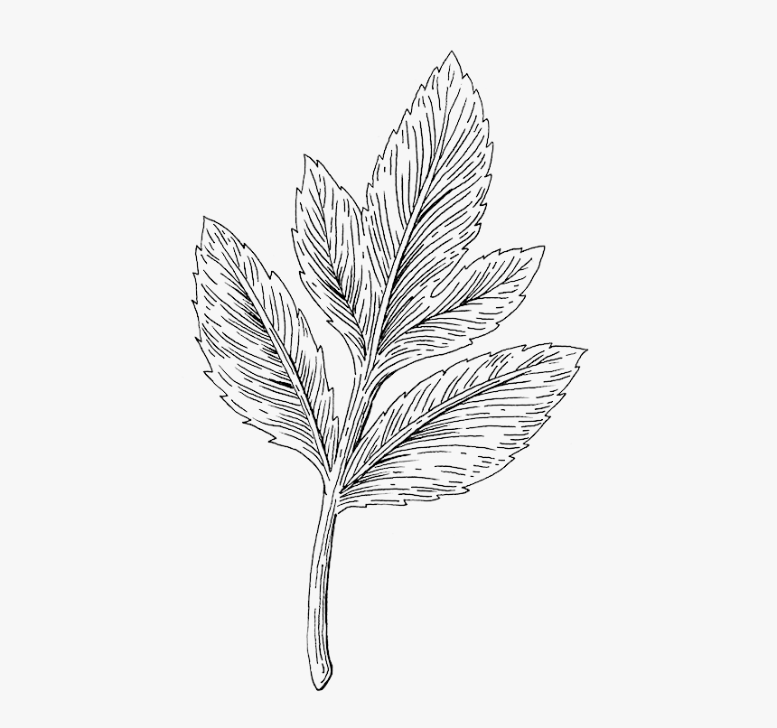 Angelica2 - Line Art, HD Png Download , Transparent Png Image - PNGitem