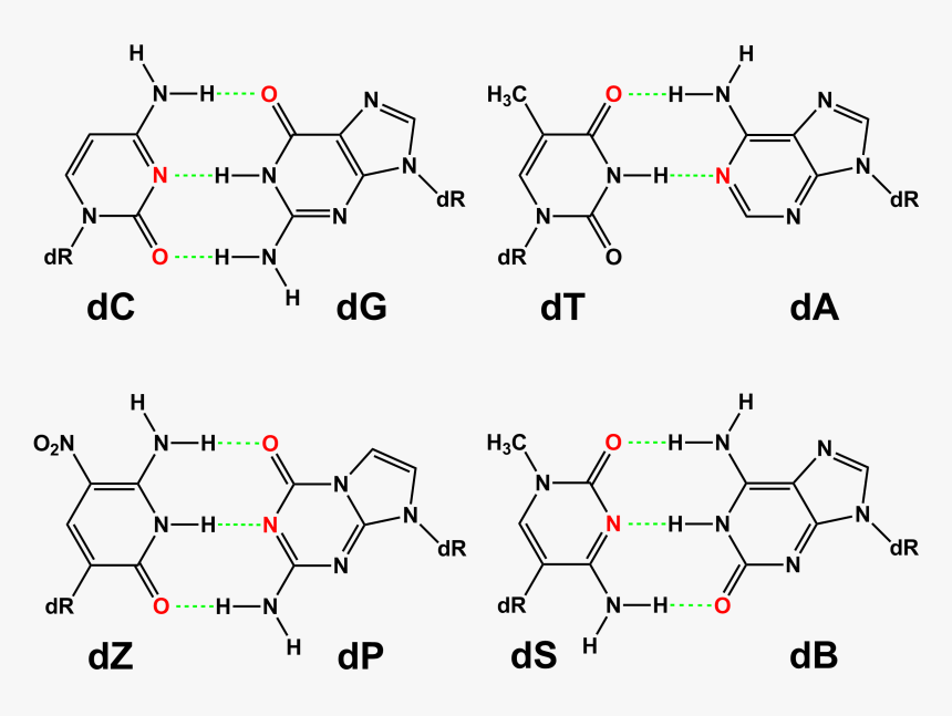 Hachimoji Dna Base Pairs - 25 Dna Base Pair, HD Png Download ...