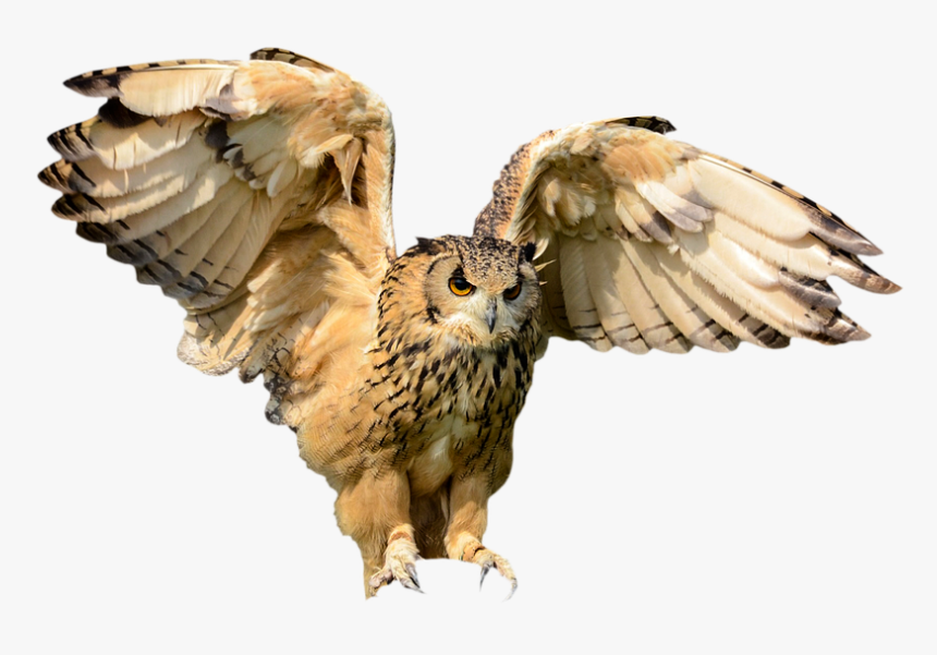 Animals, Bird, Owl, Flying, Wing, Hunting Bird - Owl In Flight Png ...