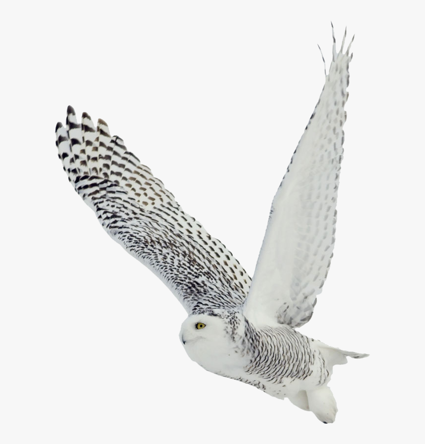 Owl Png - Snowy Owl Transparent Background, Png Download , Transparent Png Image - PNGitem