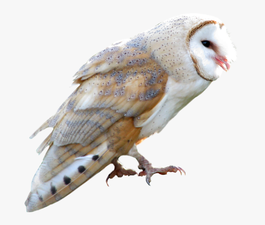 Transparent Owl Flying Png - Barn Owl Transparent Background, Png ...