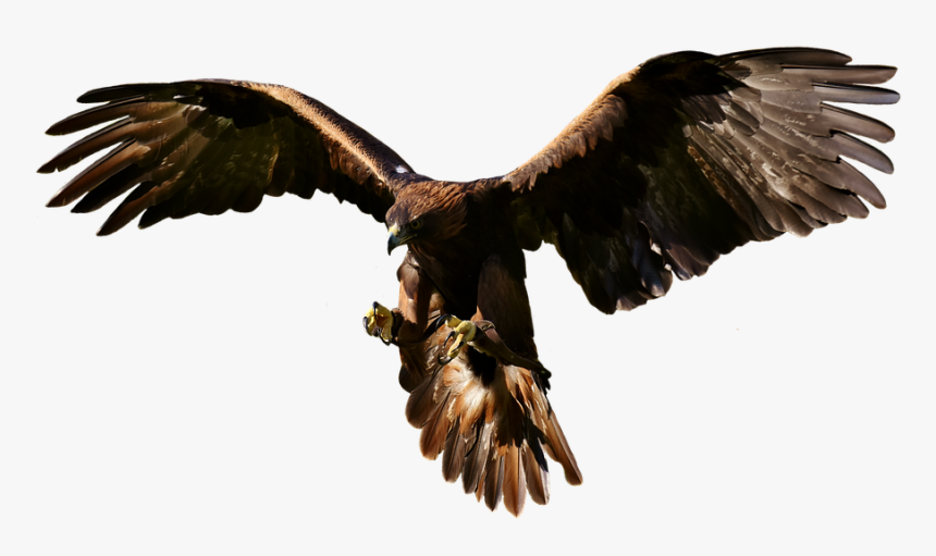 Bird Of Prey, HD Png Download , Transparent Png Image - PNGitem