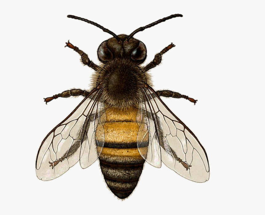 Transparent Honeybee Png - American Honey Bee, Png Download ...