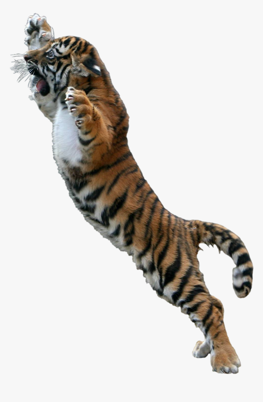 Jumping Tiger Png