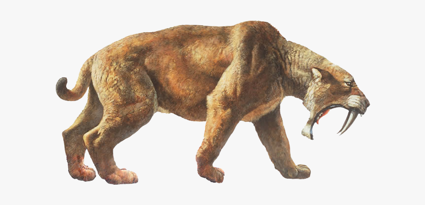 Saber Tooth Tiger Png, Transparent Png , Transparent Png Image - PNGitem