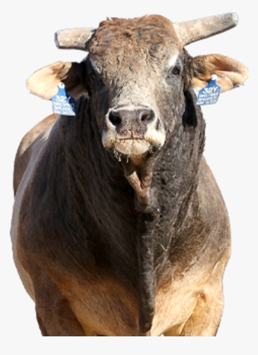Transparent Bull Riding Png - Bull, Png Download , Transparent Png ...