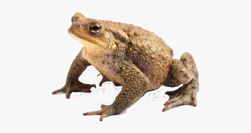 Toad Freetoedit - Amphibians Toad, HD Png Download , Transparent Png ...