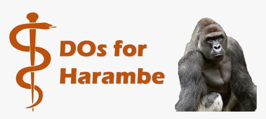 Harambe Png, Transparent Png , Transparent Png Image - PNGitem