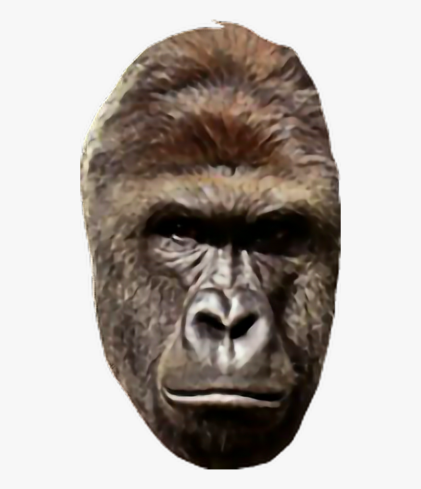 #harambe, HD Png Download , Transparent Png Image - PNGitem