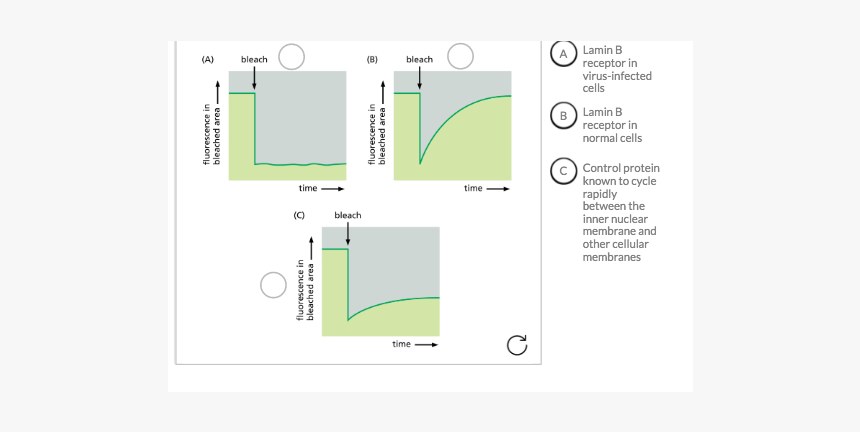 Lamin B Receptor In Virus Infected Cell, HD Png Download , Transparent ...