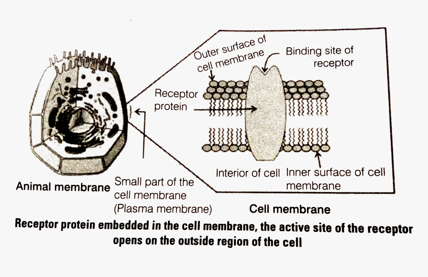 Ncert Science Book Class 9, HD Png Download , Transparent Png Image ...