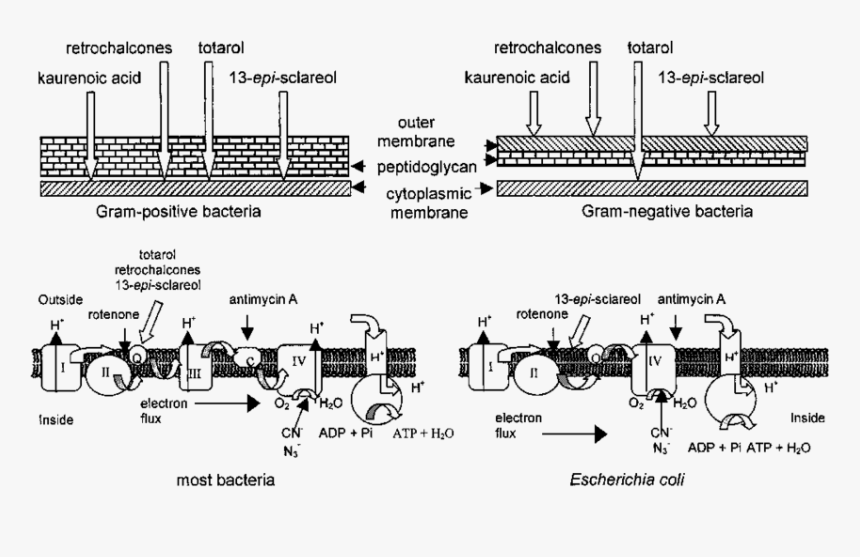 Transparent Cell Wall Png - Bacterial Cell Wall Chain, Png Download ...