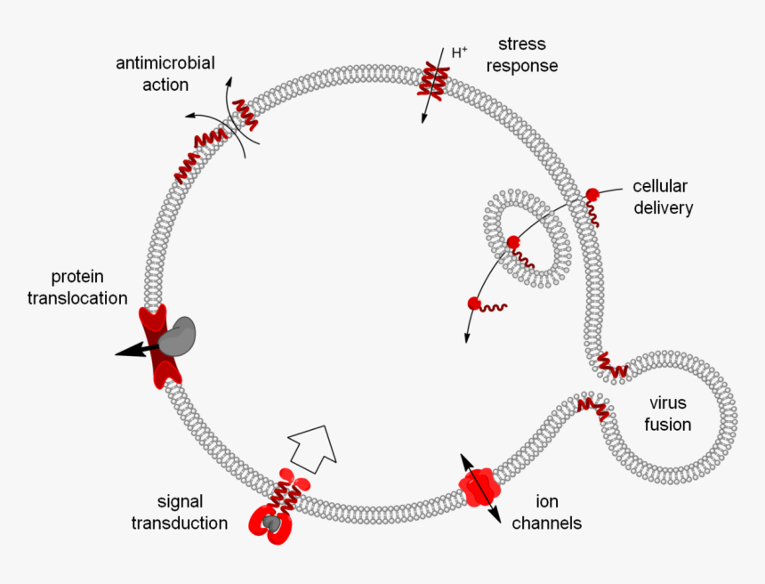 Cell Membrane Png, Transparent Png , Transparent Png Image - PNGitem
