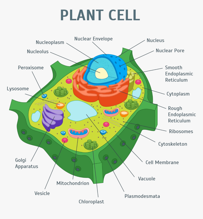 Plant Cell Png Plant Cell Organelles Transparent Png Transparent
