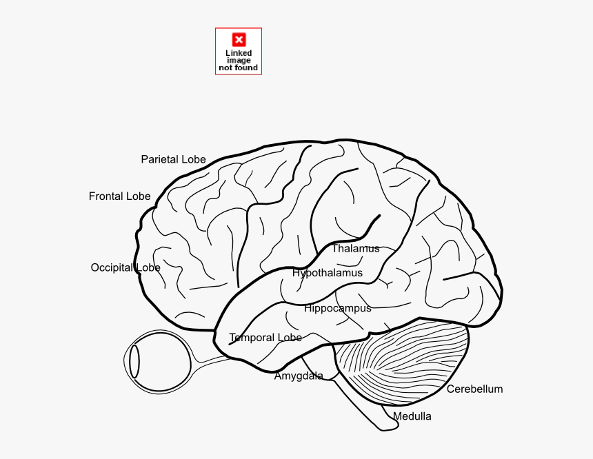 Brain Outline Transparent Background, HD Png Download , Transparent Png ...