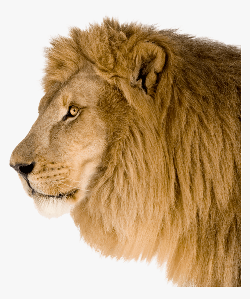 Lion Head Side View