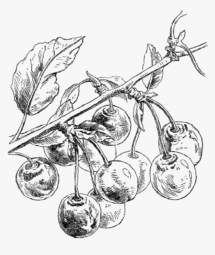 Cherry Fruit Download Clip Art - Line Art, HD Png Download ...