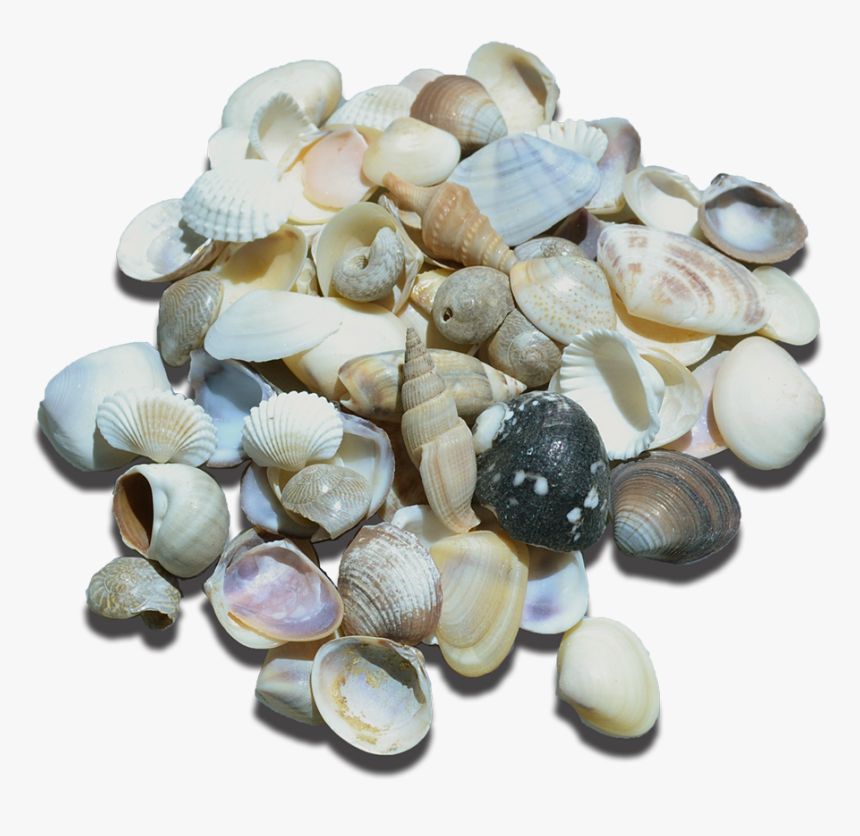 Small Indian Shell Mix, HD Png Download , Transparent Png Image - PNGitem