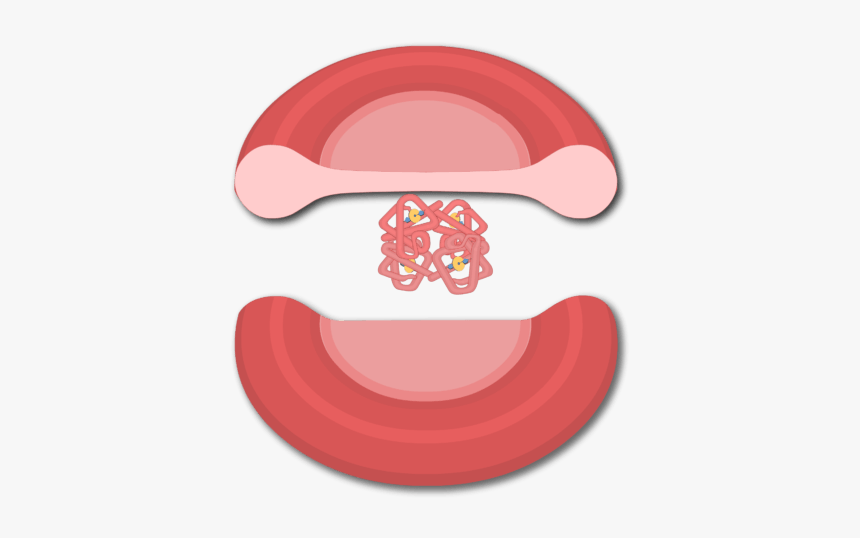 Hemoglobin Clipart, HD Png Download , Transparent Png Image - PNGitem