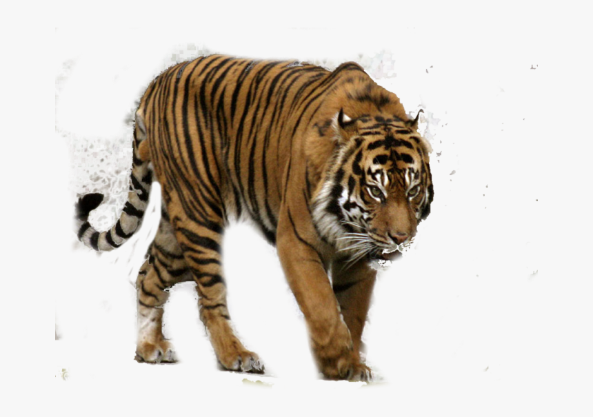 Transparent Bengal Tiger Png - Sumatran Tiger Transparent, Png Download ...