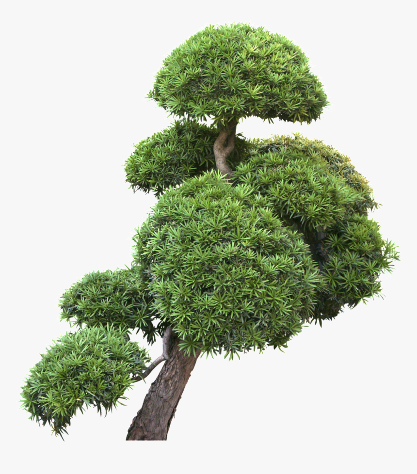 Garden Design Landscape Trees Transparent Decoratives - Garden Trees ...